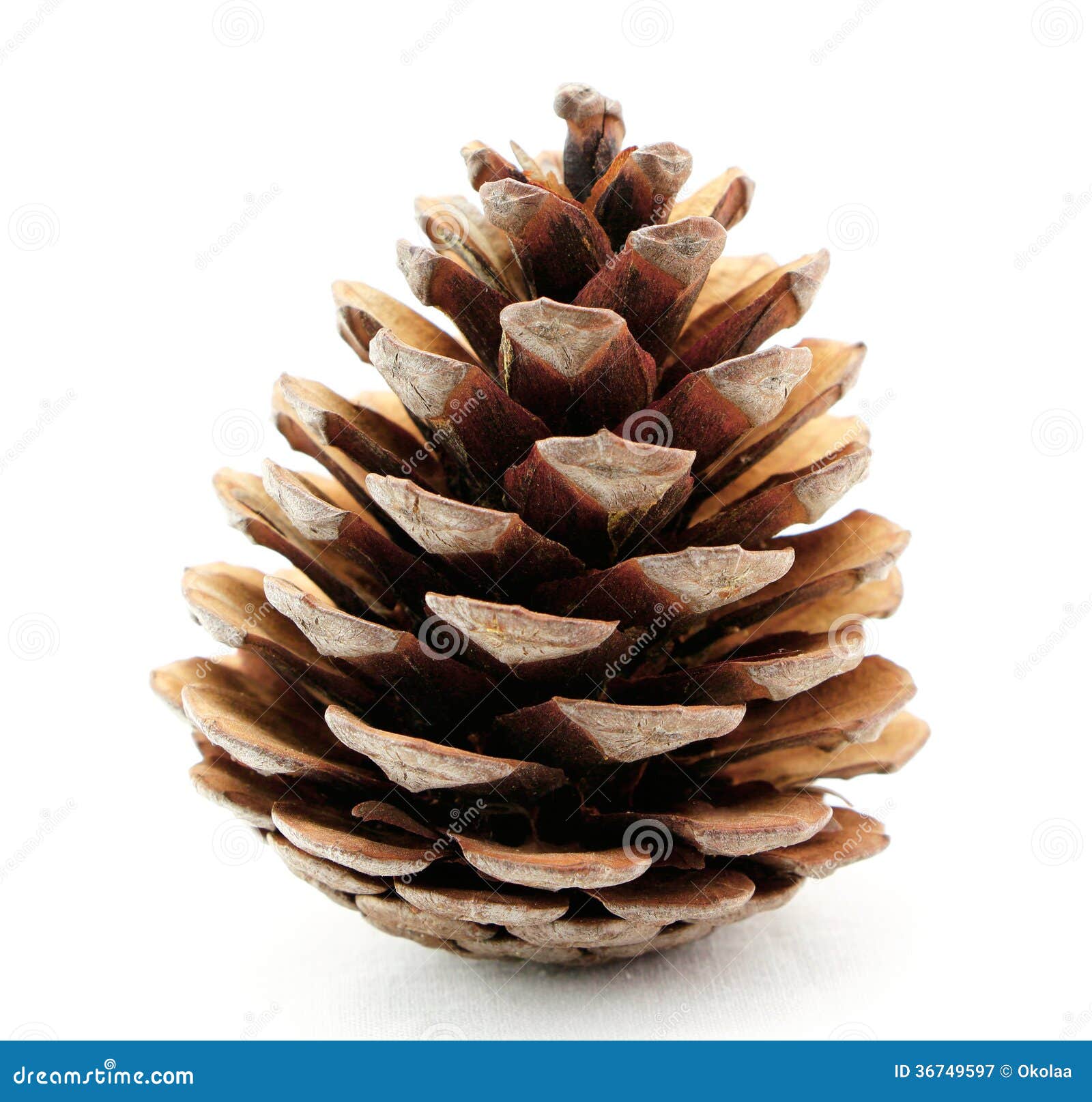 Pigna immagine stock. Immagine di elemento, oggetto, ginepro - 36749597