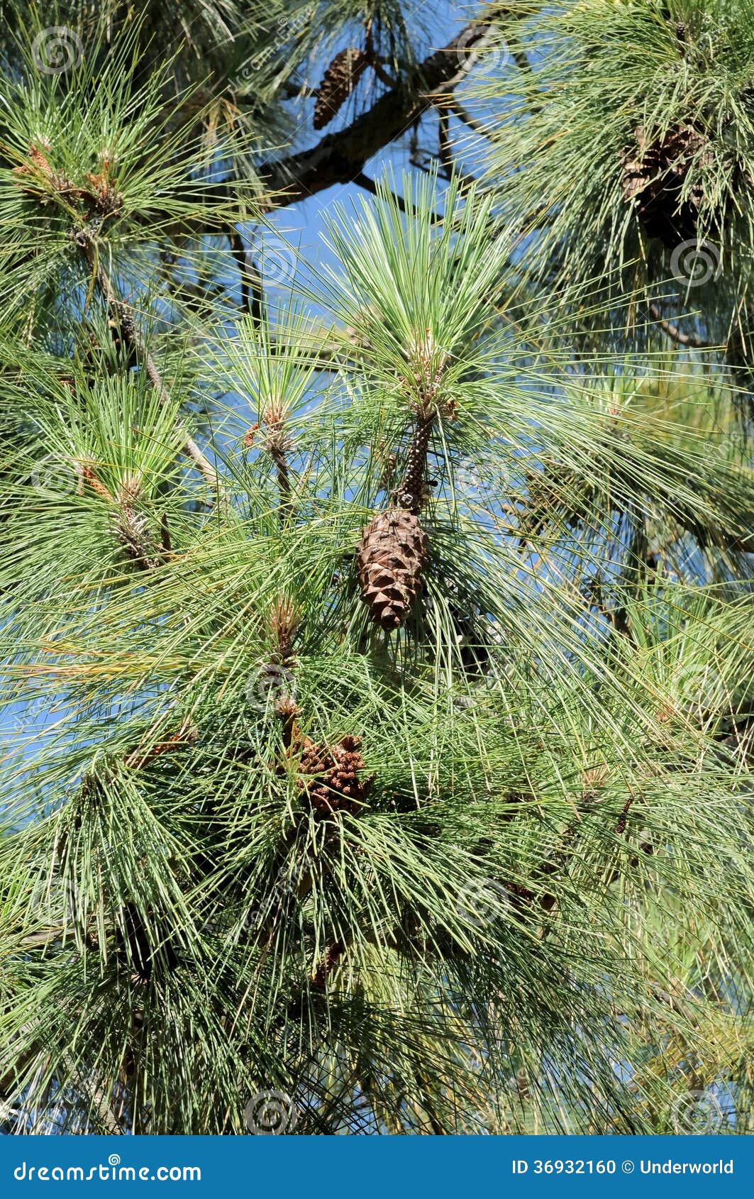 Pigna fotografia stock. Immagine di seme, ambiente, dicembre - 36932160