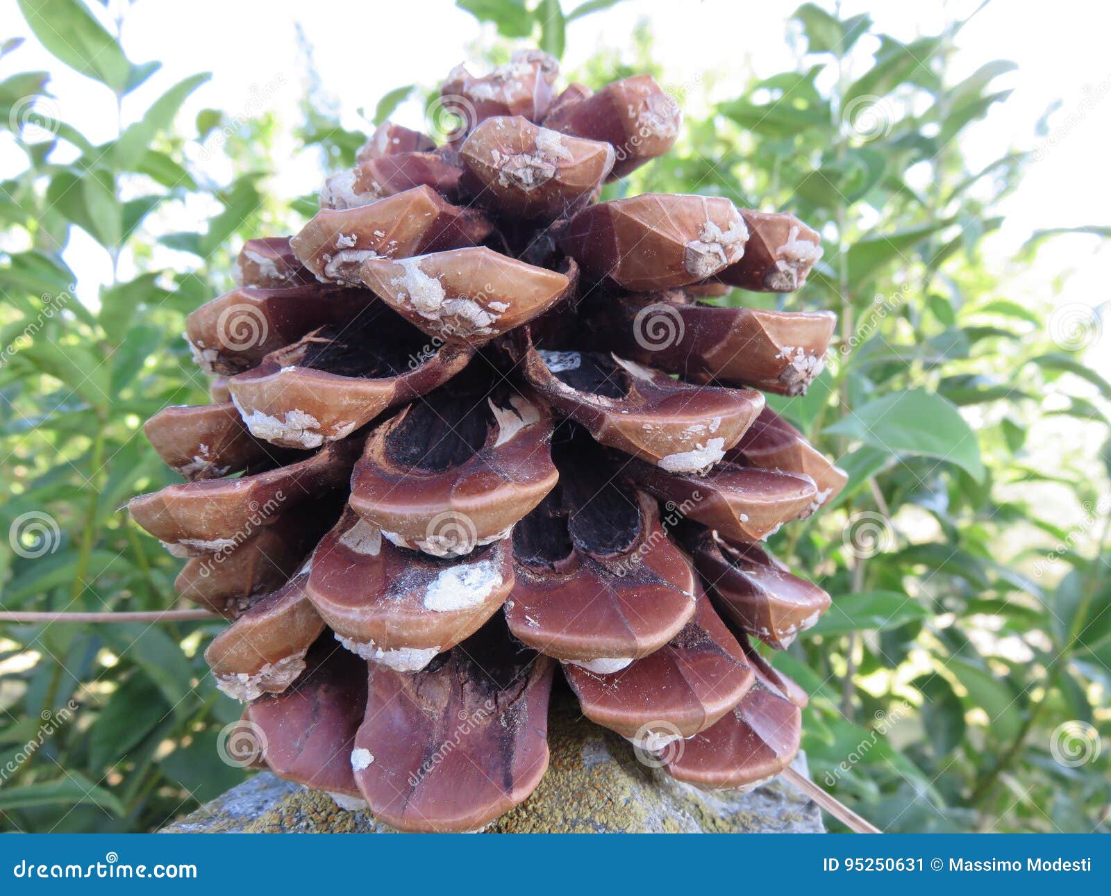 Pigna fotografering för bildbyråer. Bild av ärtor, finger - 95250631