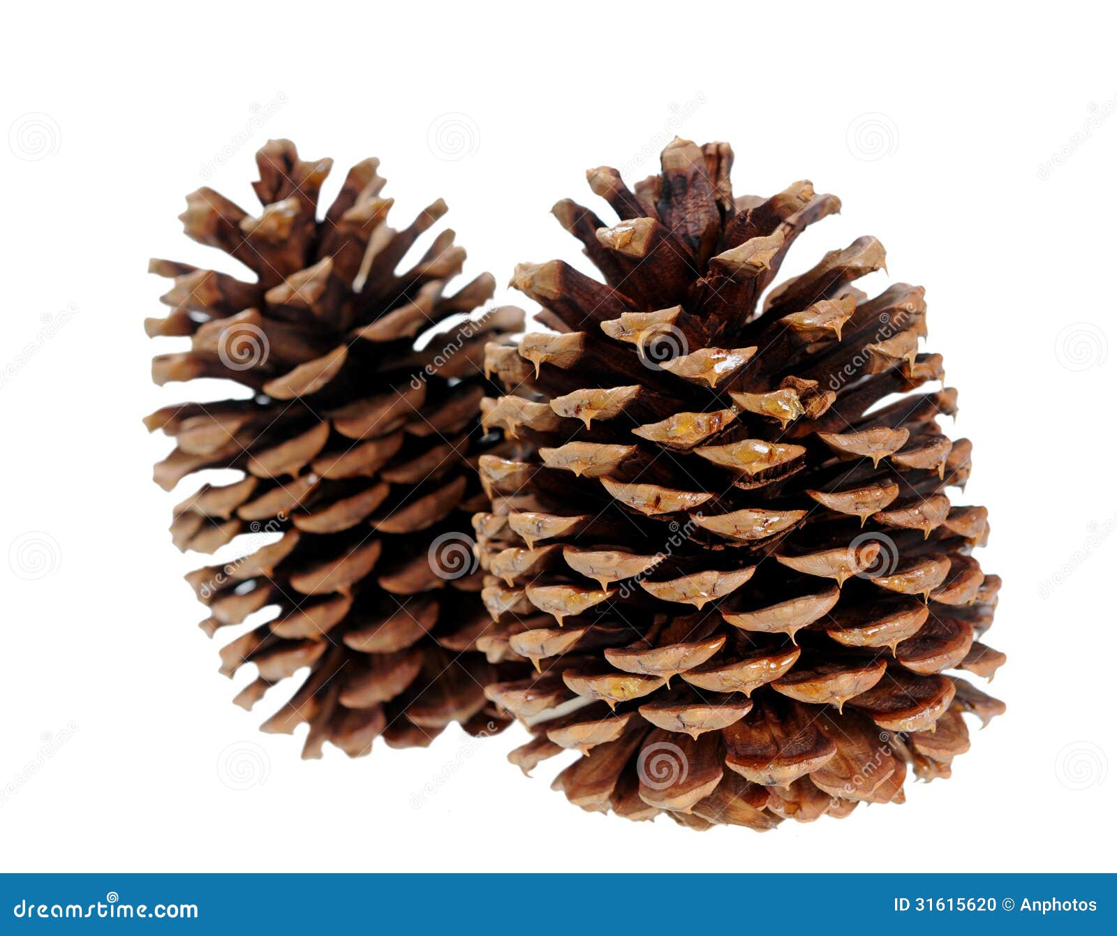 Pigna due fotografia stock. Immagine di ornamento, macro - 31615620