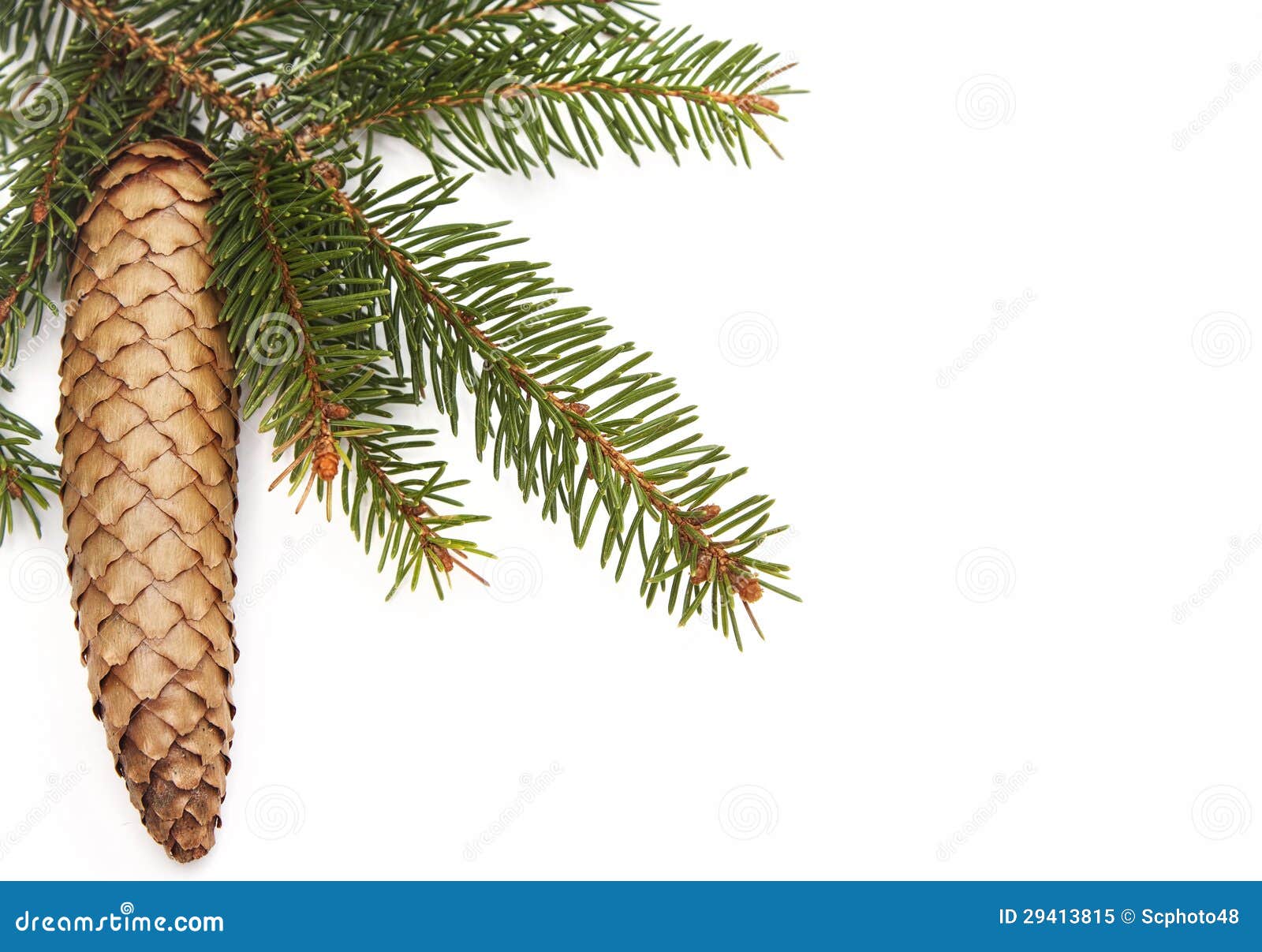 Pigna Ed Albero Di Natale Verde Immagine Stock - Immagine di ornamento ...