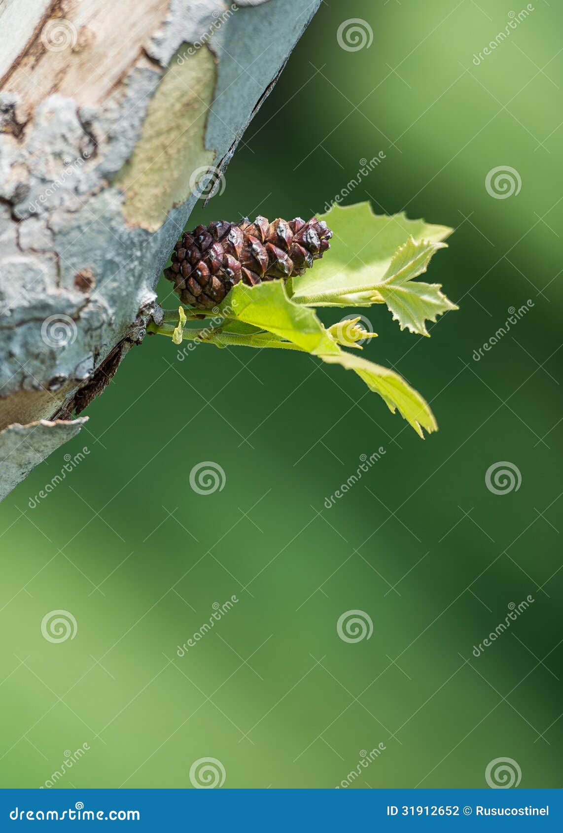 Pigna, foglie di un albero fotografia stock. Immagine di sfondo - 31912652