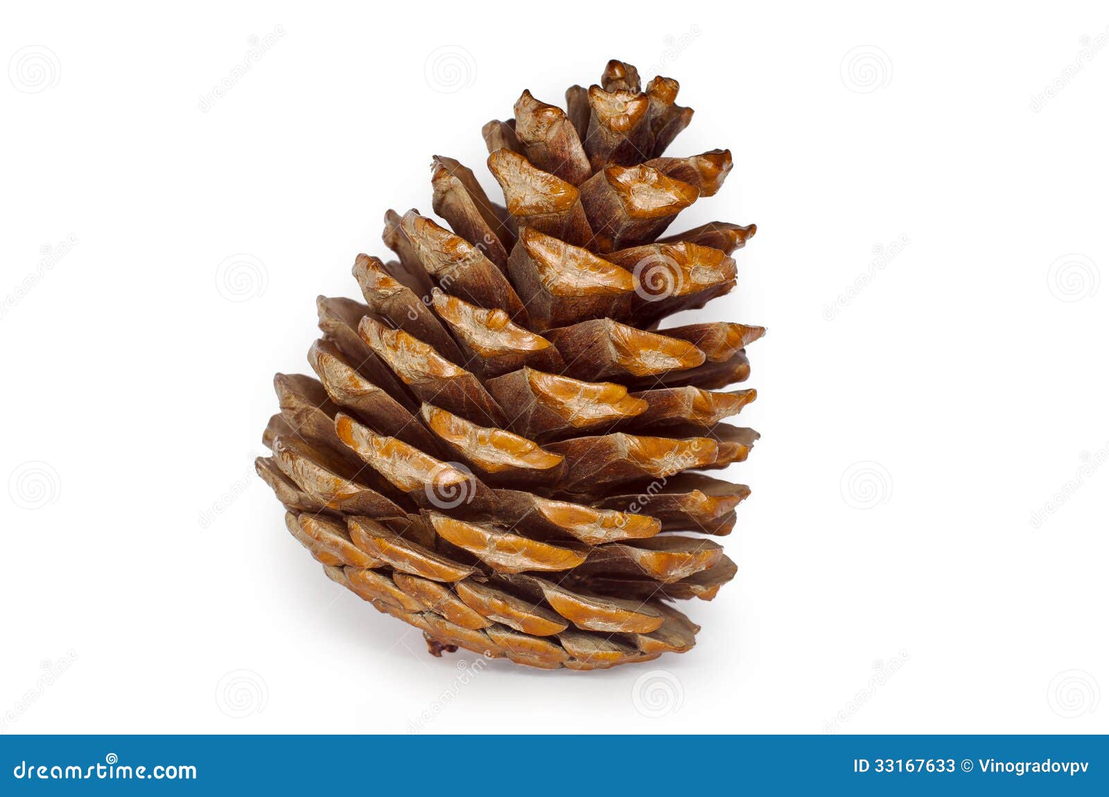 Pigna isolata immagine stock. Immagine di cono, germoglio - 33167633