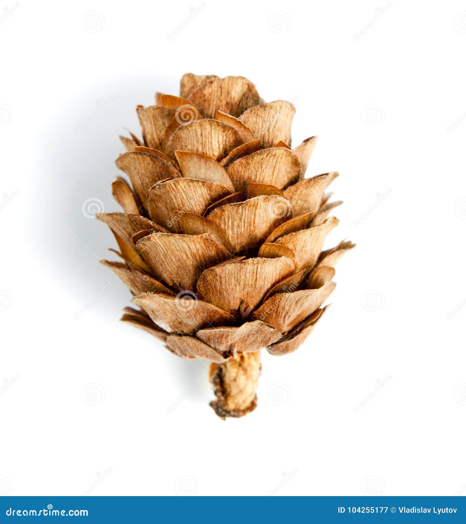 Pigna Isolata Su Un Fondo Bianco Immagine Stock - Immagine di ...