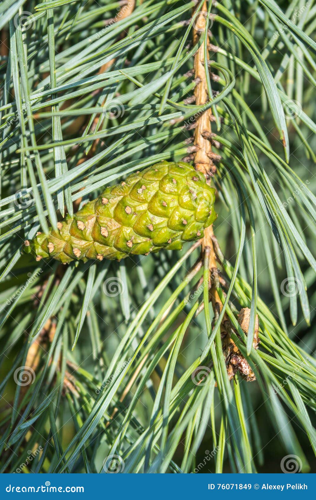 Pigna su un albero immagine stock. Immagine di legno - 76071849