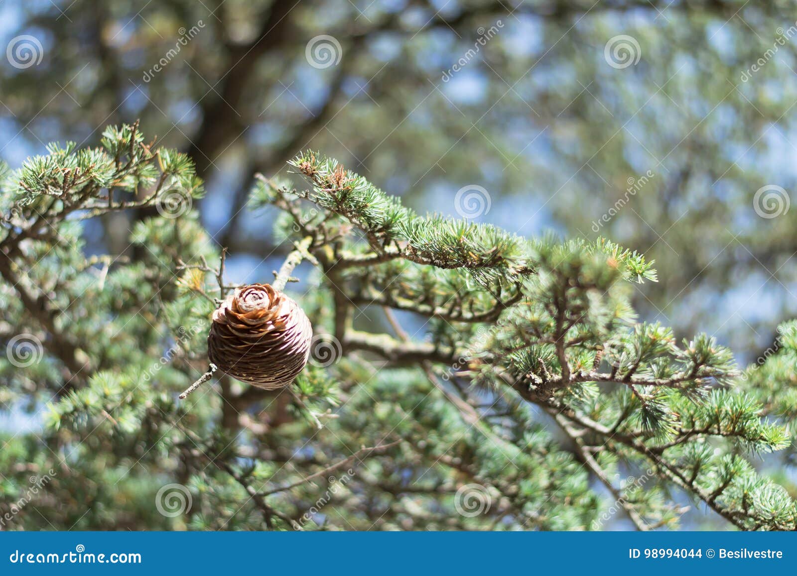 Pigna in Un Albero Di Abete Fotografia Stock - Immagine di albero ...