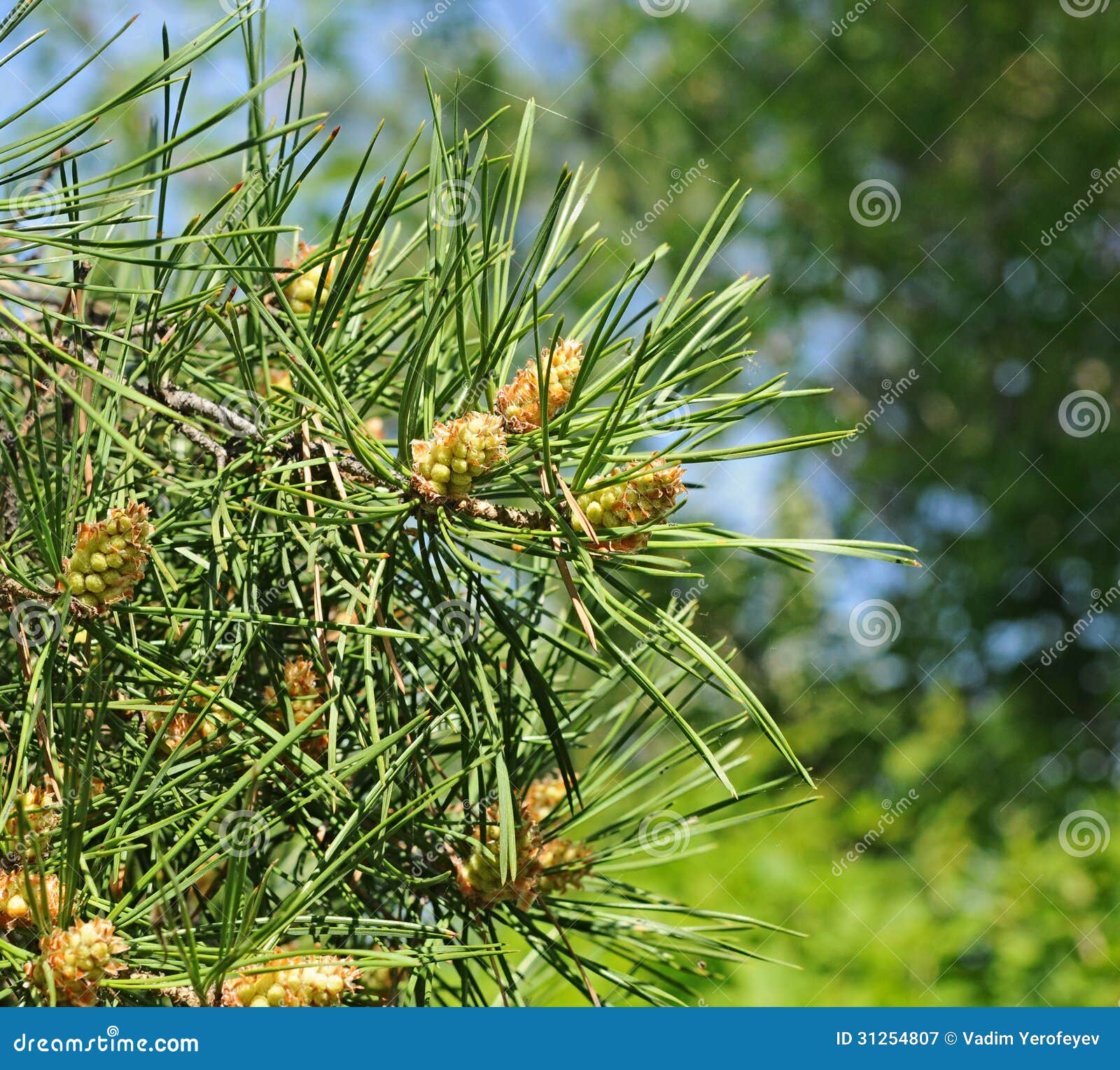 Pigne immagine stock. Immagine di pino, coni, esterno - 31254807