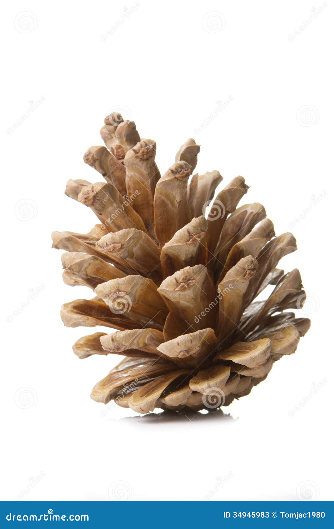 Pigne immagine stock. Immagine di marrone, inverno, coni - 34945983