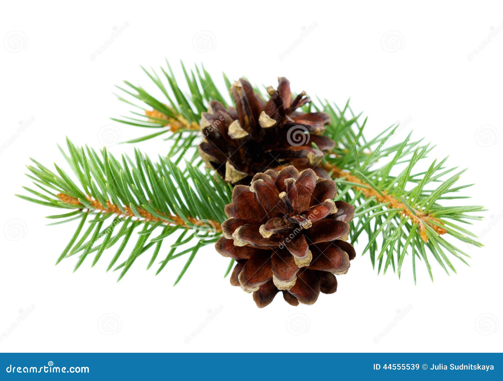 Pigne Con Il Ramo Isolato Su Un Bianco Immagine Stock - Immagine di ...