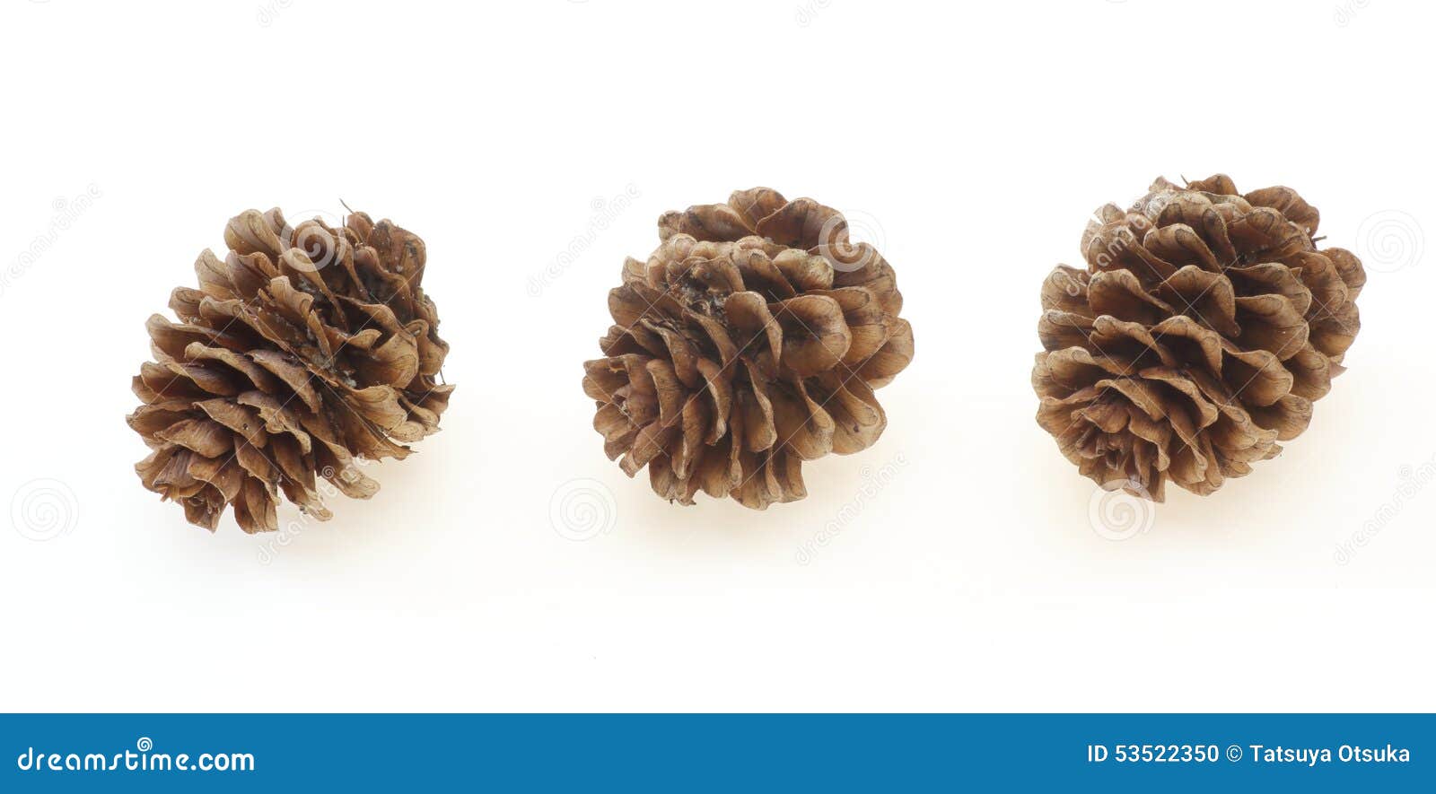Pigne dei larici fotografia stock. Immagine di colpo - 53522350