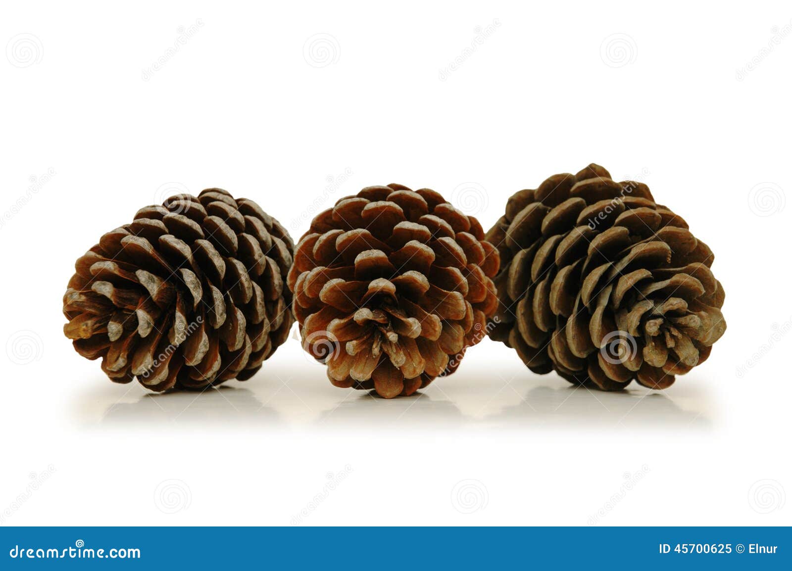 Pigne Dell'albero Di Natale Immagine Stock - Immagine di cono ...