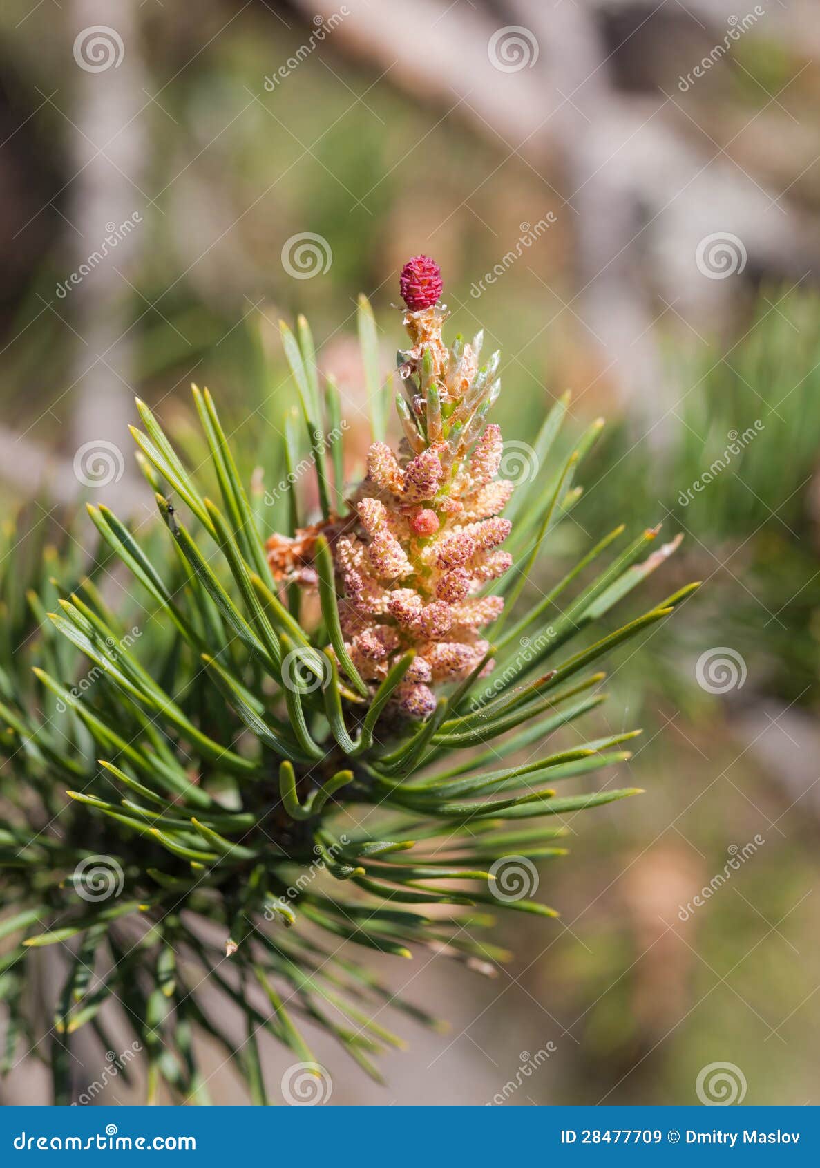 Pigne della sorgente immagine stock. Immagine di stagioni - 28477709