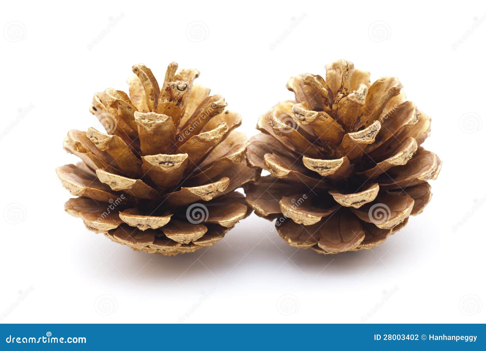 Pigne dorate fotografia stock. Immagine di tradizionale - 28003402