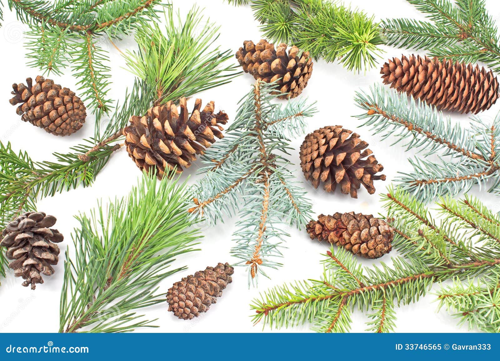 Pigne ed aghi immagine stock. Immagine di fogliame, ramoscelli - 33746565