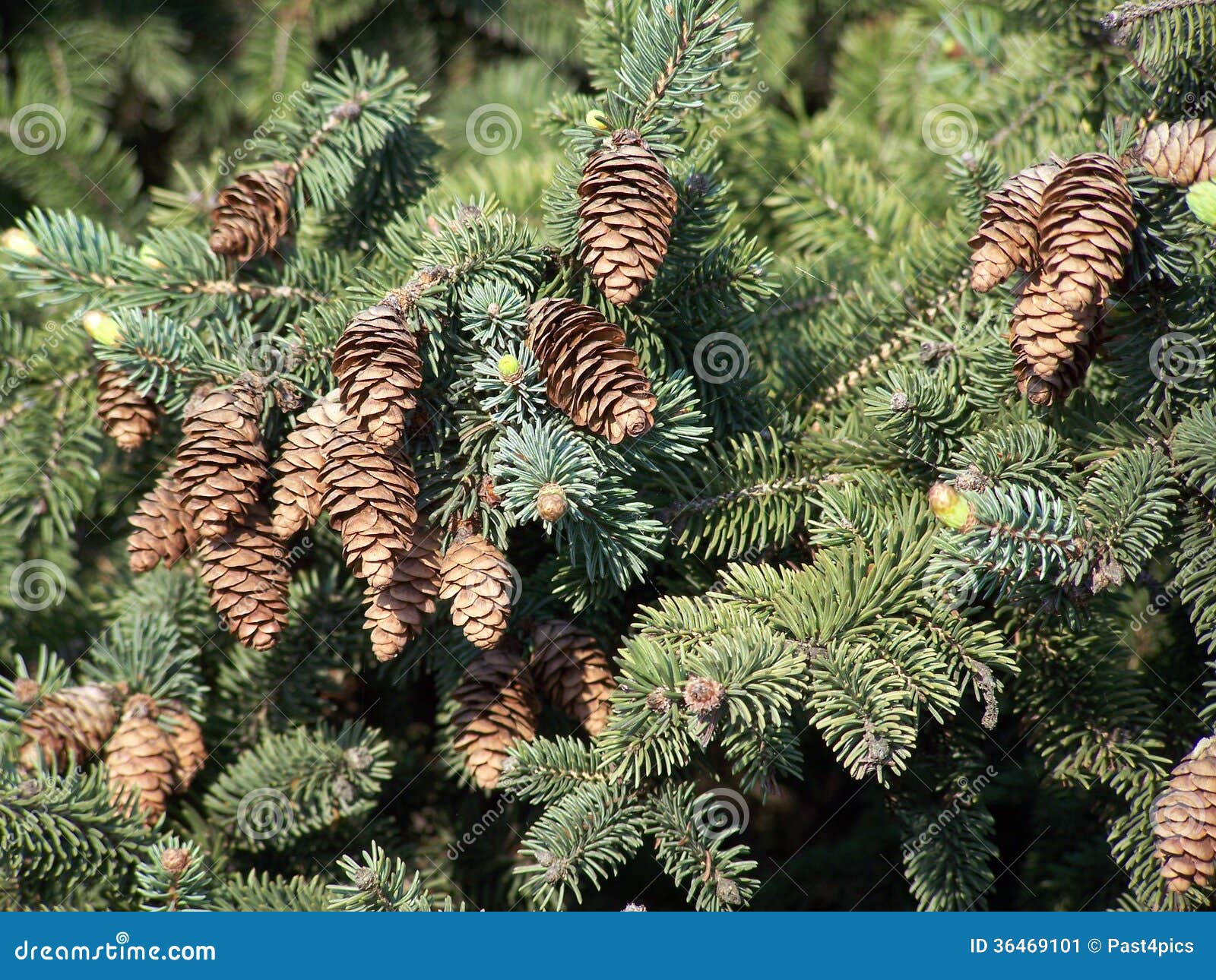 Pigne - Pine cones stock image. Image of flowers, landscape - 36469101