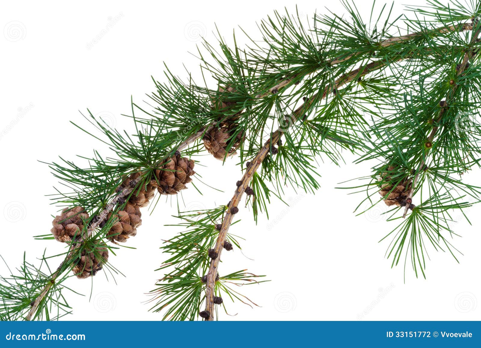 Pigne Sul Ramo Dell'albero Della Conifera Fotografia Stock - Immagine ...