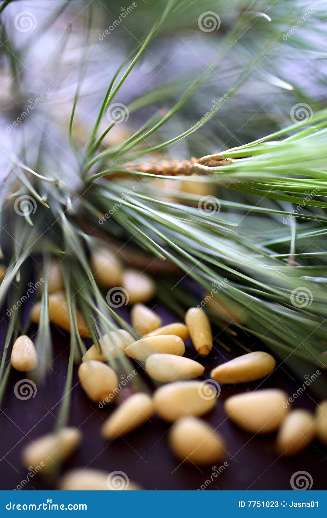 Pignons Avec Le Branchement D'arbre De Pin Image stock - Image du durée ...