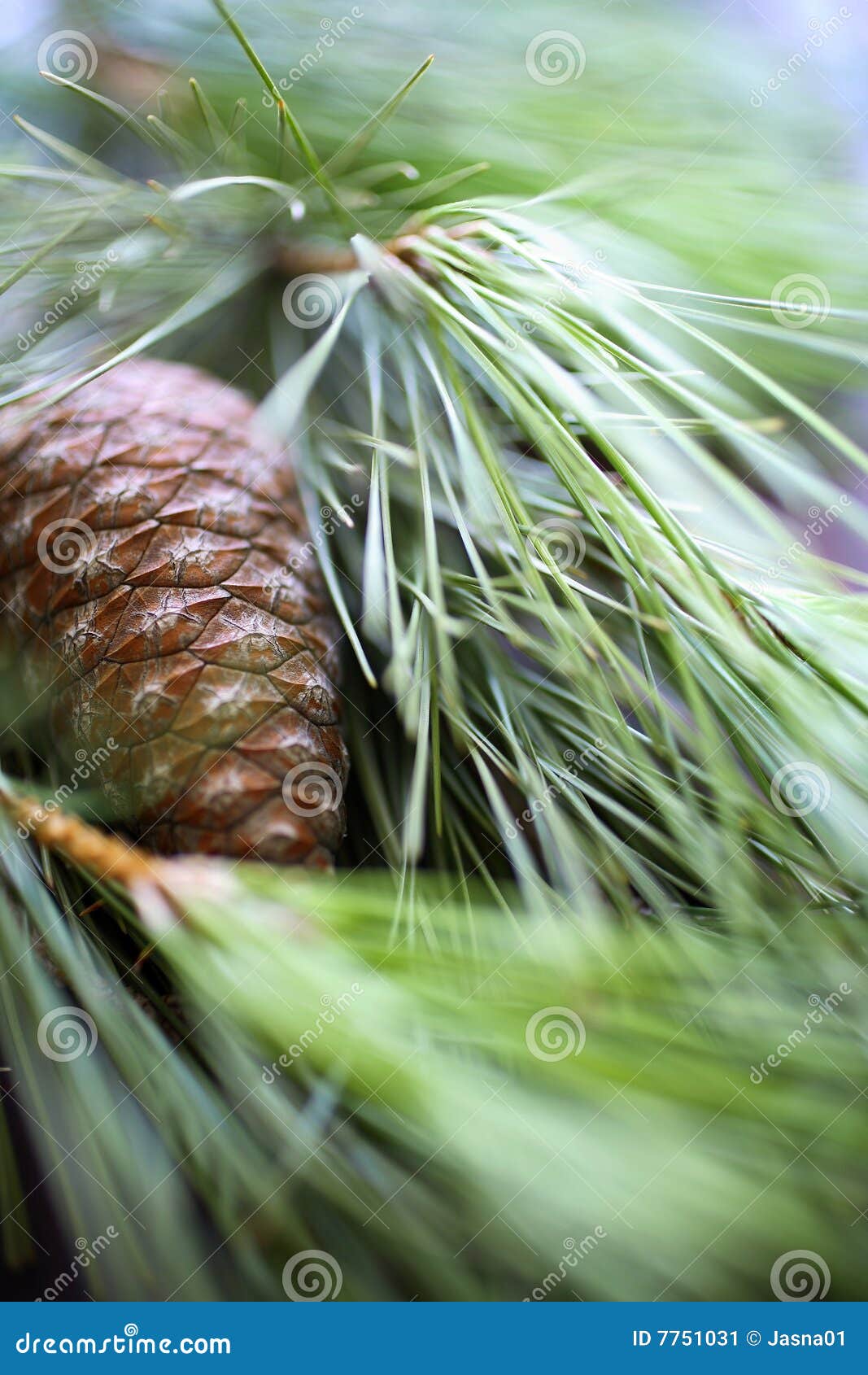 Pignons Avec Le Branchement D'arbre De Pin Image stock - Image du ...