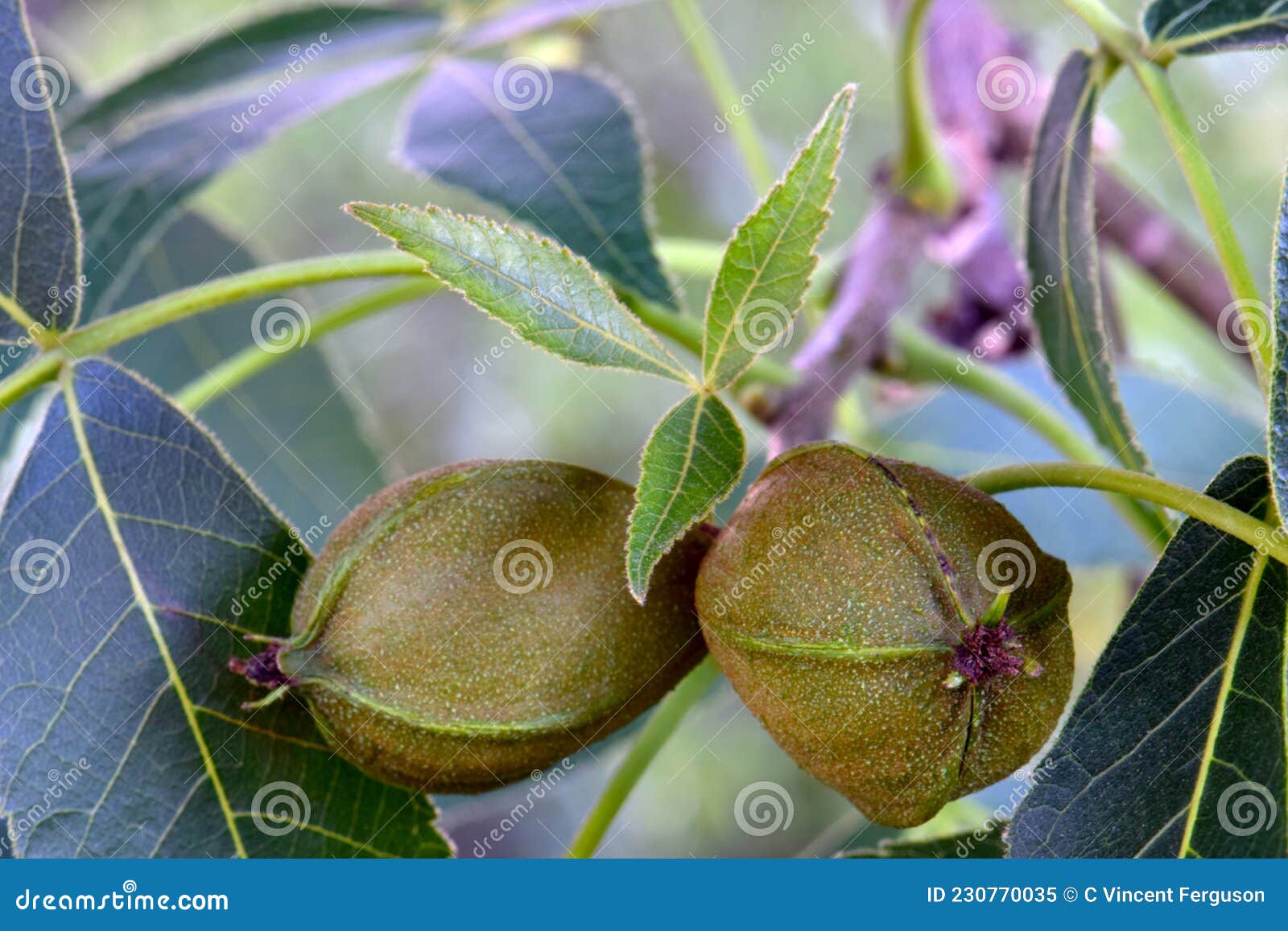 Pignut Hickory Nut Duo with Leaves 05 Stock Image - Image of hangs ...