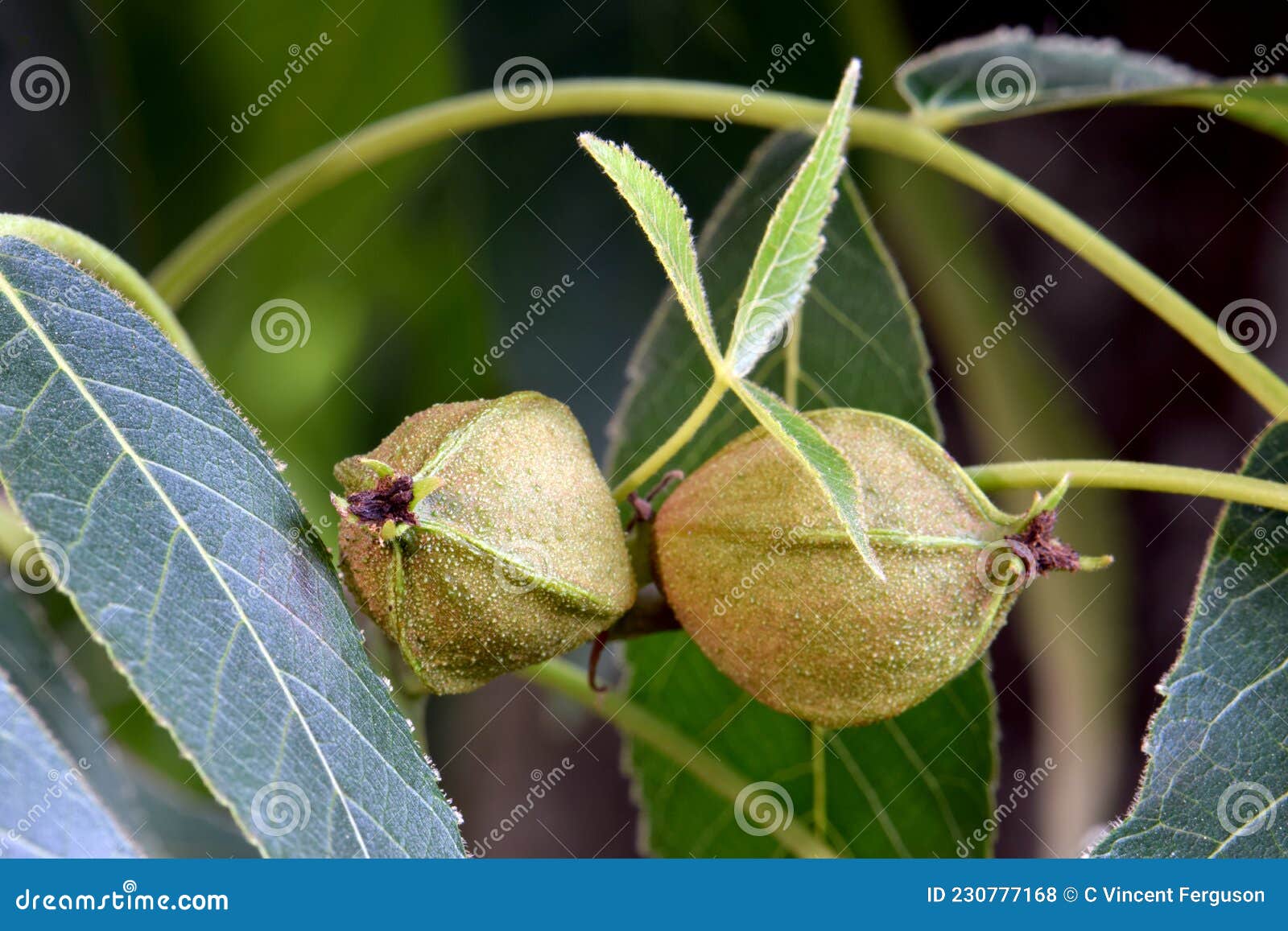 Pignut Hickory Nut Duo with Leaves 01 Stock Photo - Image of plant ...