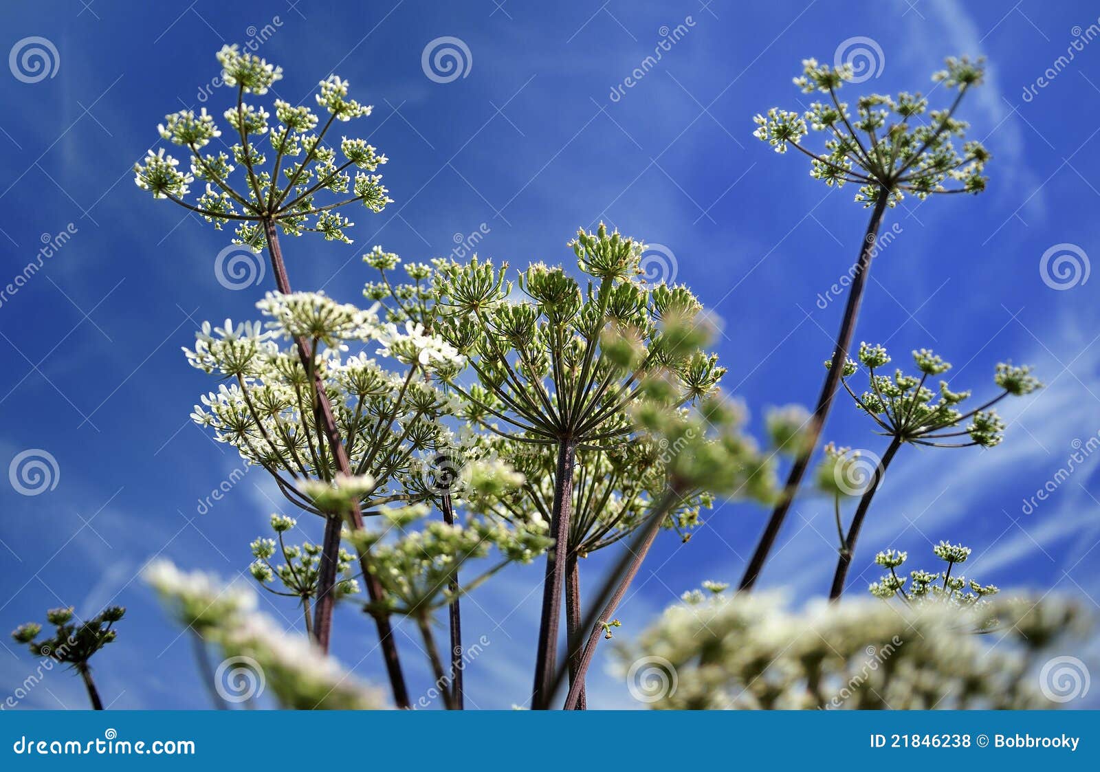 Pignut Plant (Comopodium Majus) Stock Photo - Image of plant, blue ...