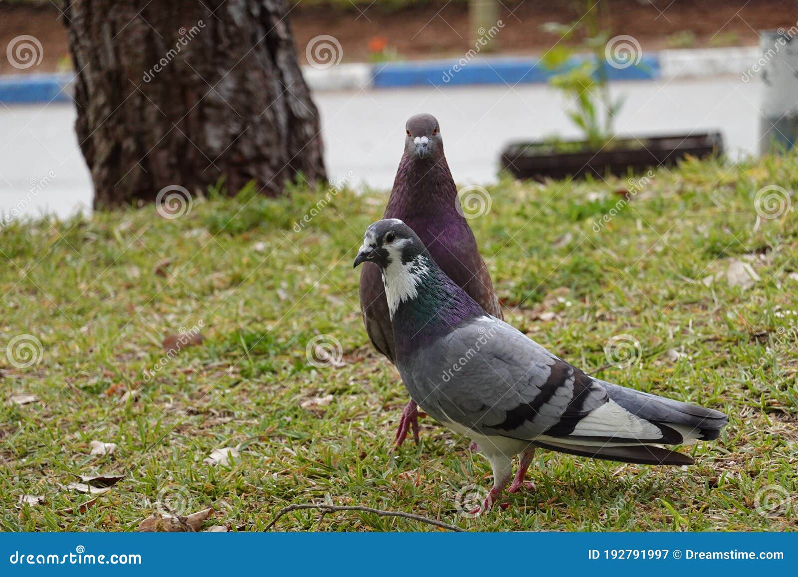 Pigon Bird in Green Grass. High Quality Photo Stock Image - Image of ...