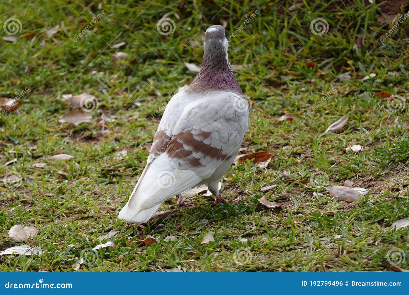 Pigon Bird in Green Grass. High Quality Photo Stock Photo - Image of ...