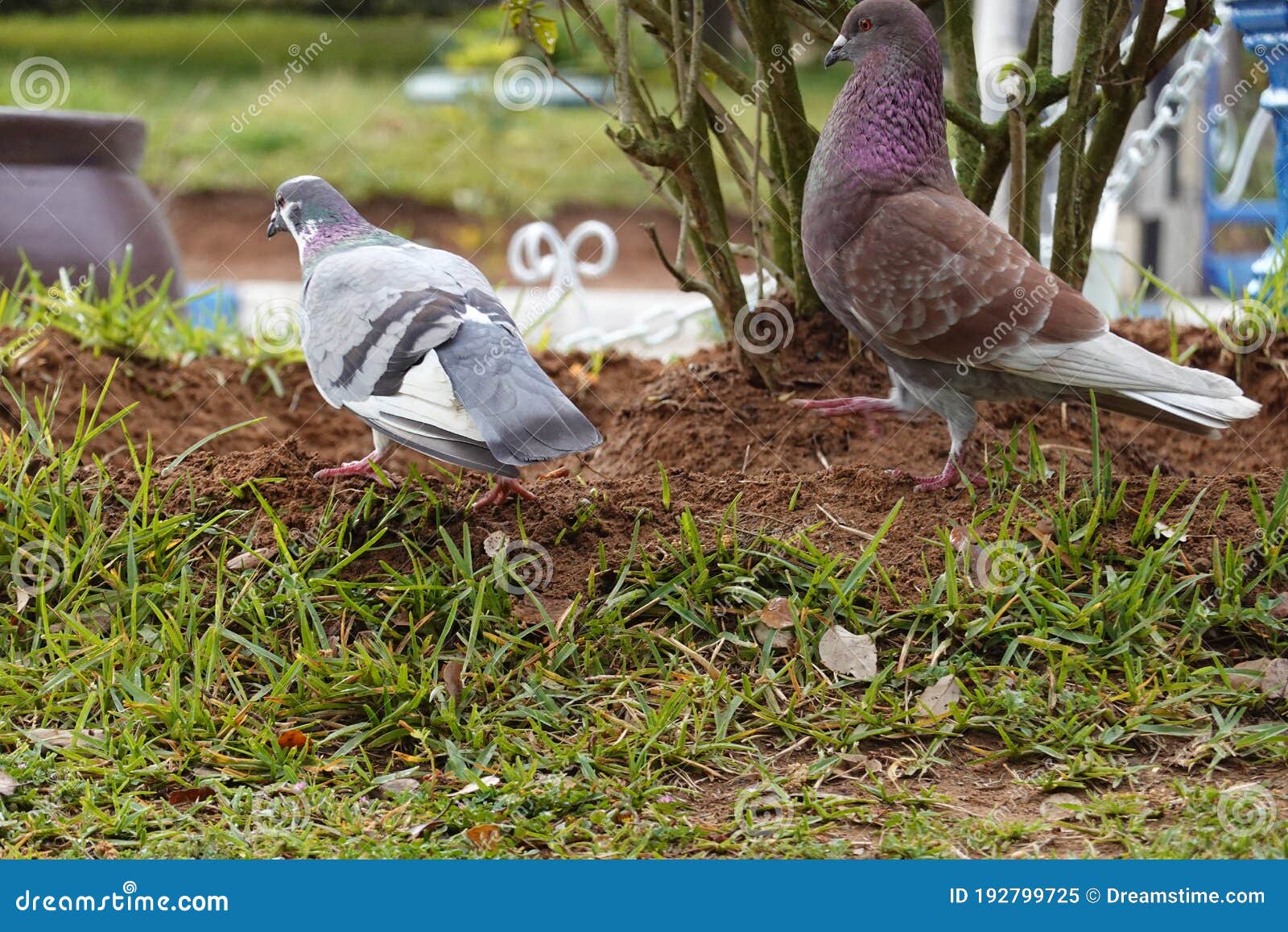 Pigon Bird in Green Grass. High Quality Photo Stock Image - Image of ...
