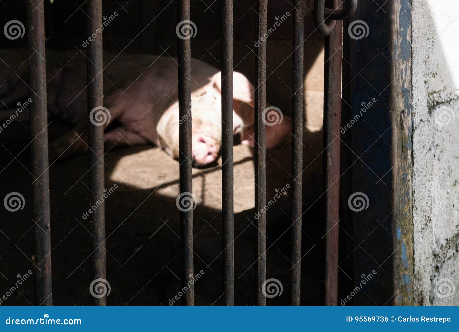 Pigpen foto de archivo. Imagen de verraco, granja, doméstico - 95569736