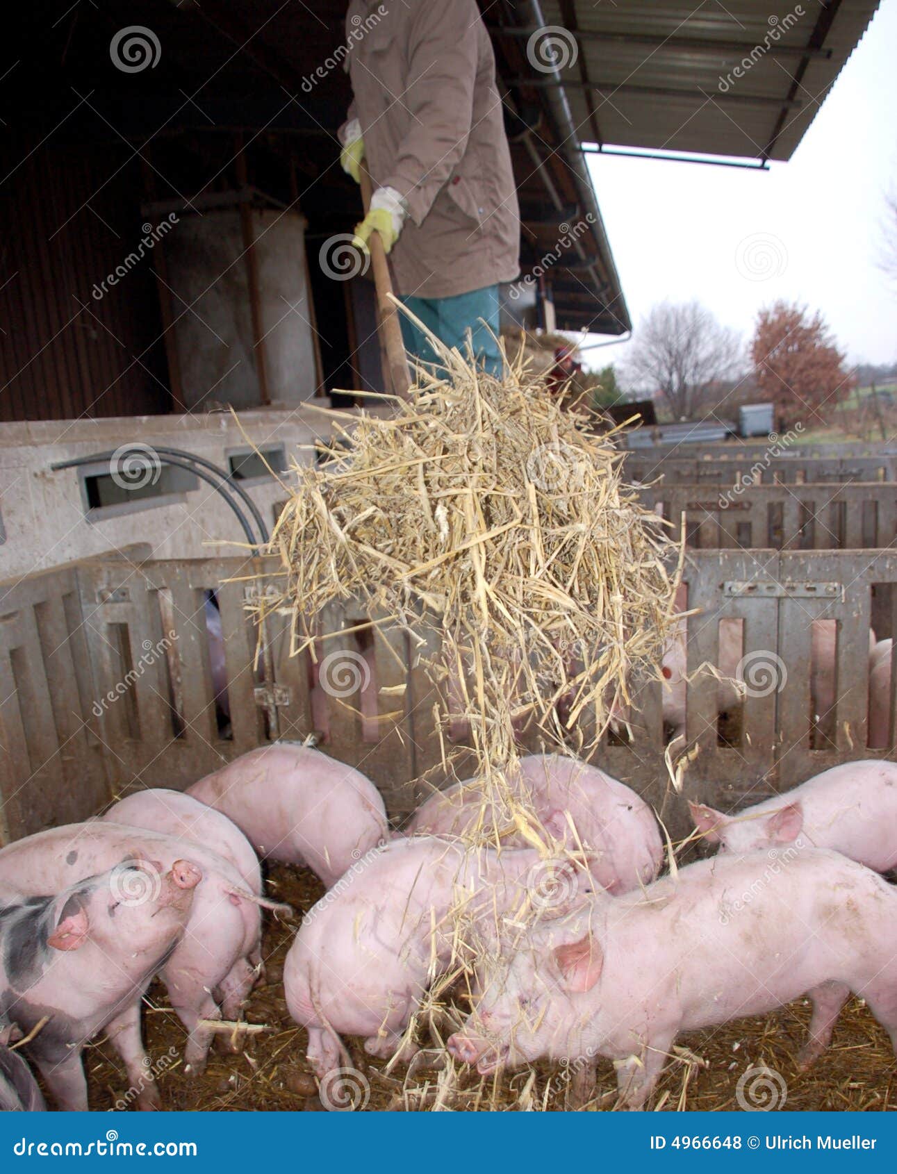 Pigpen cleaning stock photo. Image of piglet, feed, agriculture - 4966648