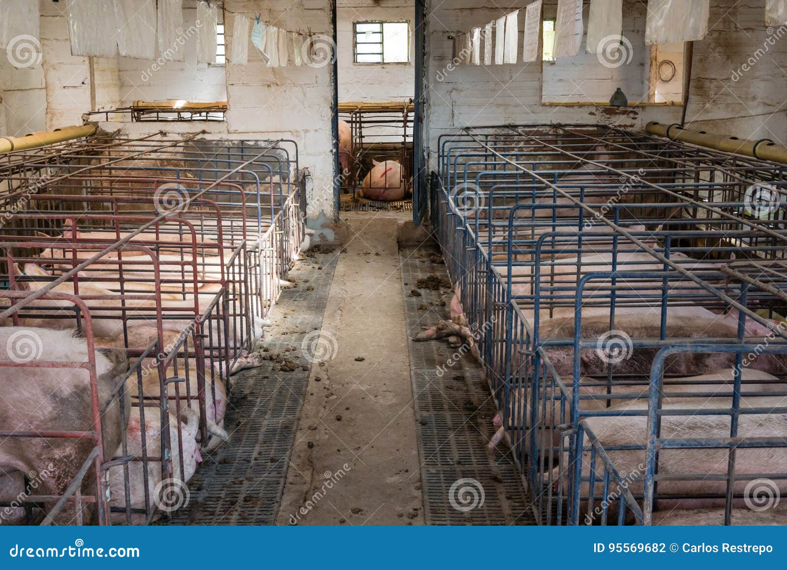 Pigpen stock photo. Image of inside, dirty, pork, industrial - 95569682