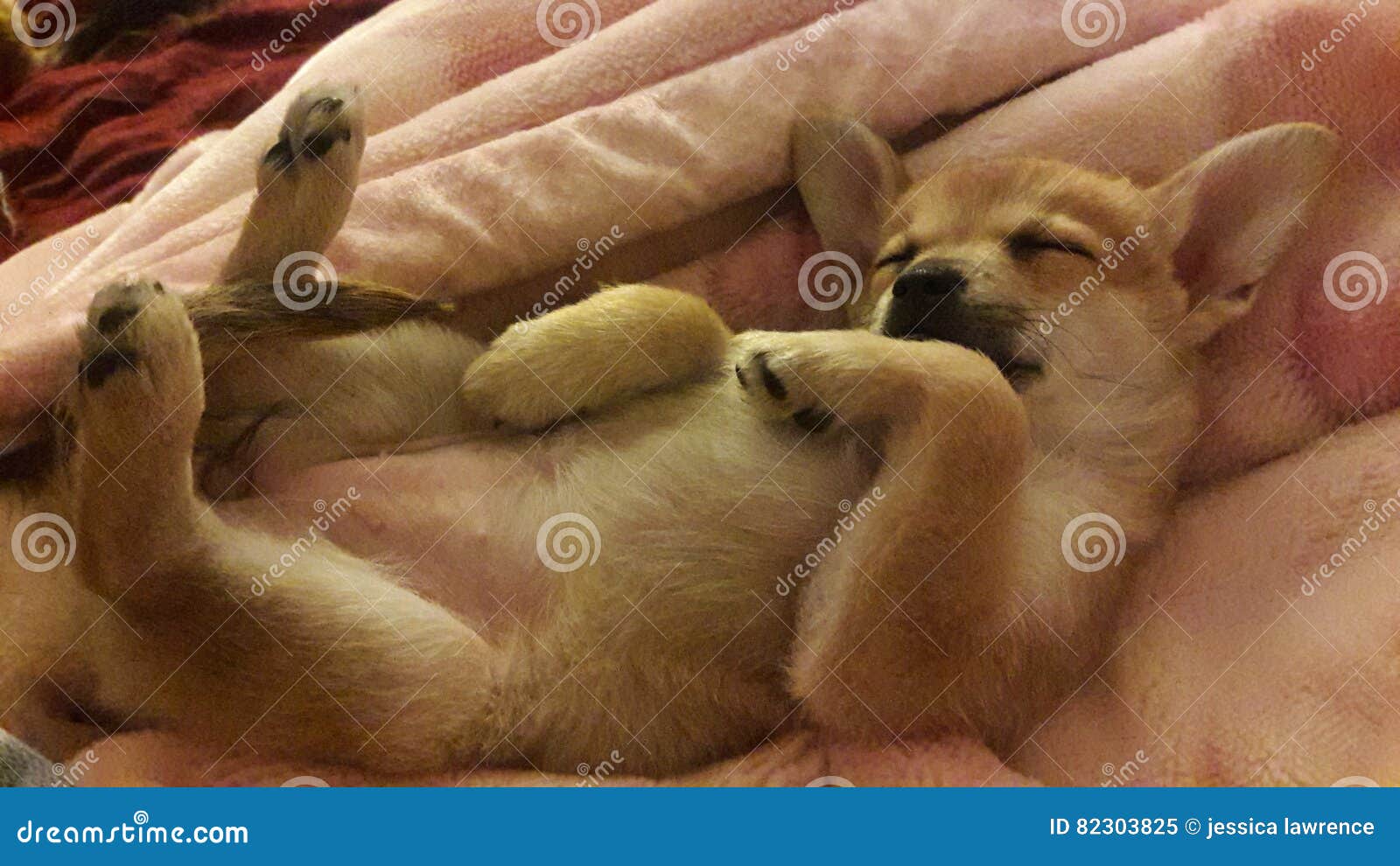 Pigro immagine stock. Immagine di indietro, piedi, pigro - 82303825