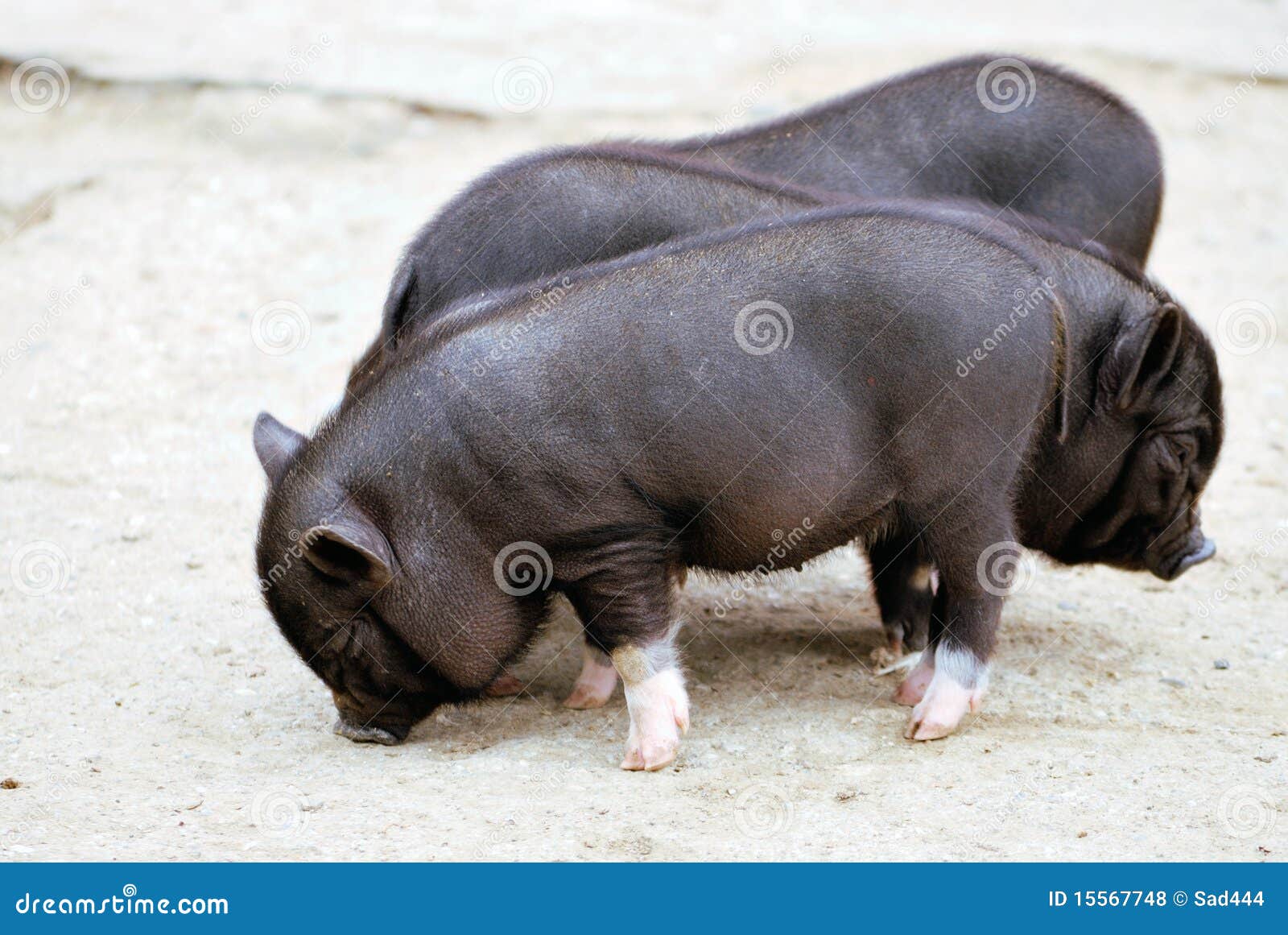 Pigs stock photo. Image of hoof, domestic, snorting, farm - 15567748