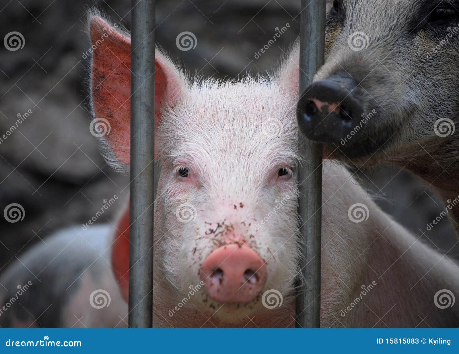 Pigs stock image. Image of wildlife, swine, mammals, pigs - 15815083