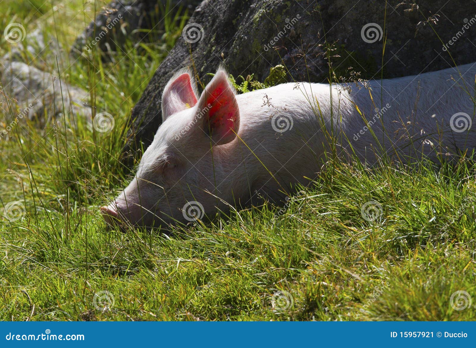 Pigs stock image. Image of outdoors, nature, bristles - 15957921