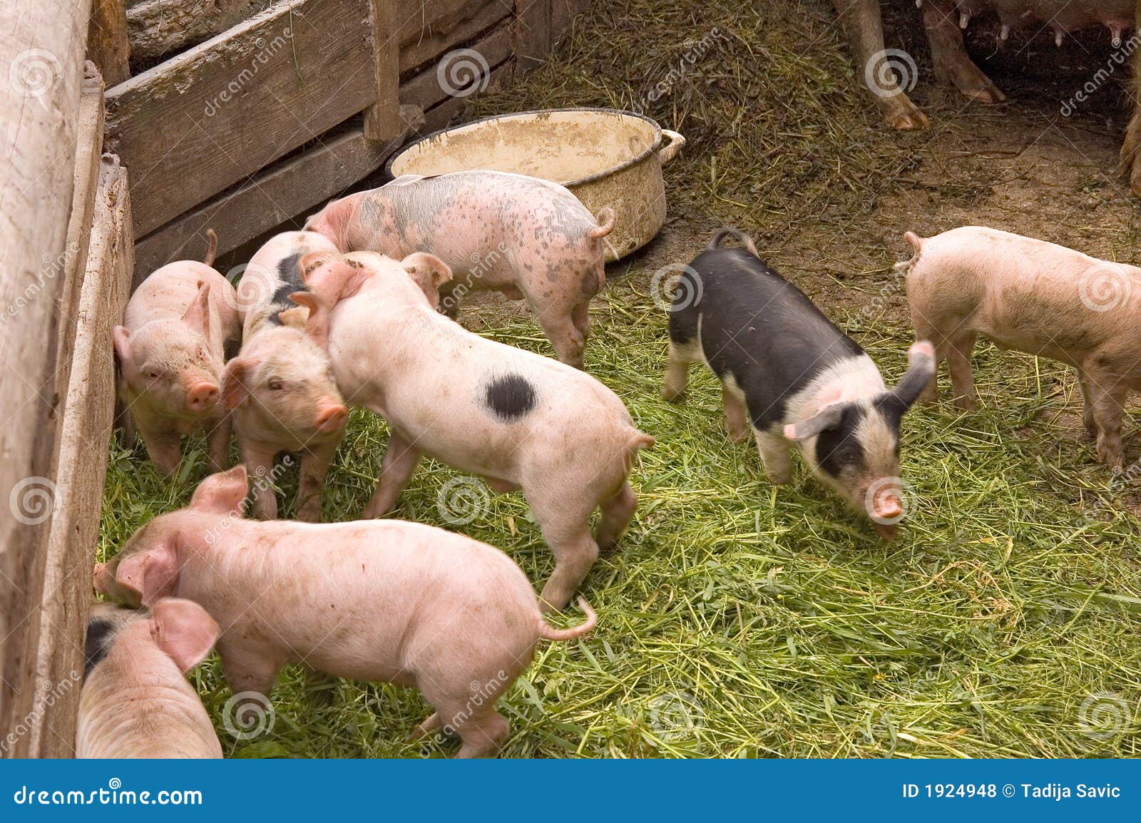 Pigs stock photo. Image of rural, farm, pasture, village - 1924948