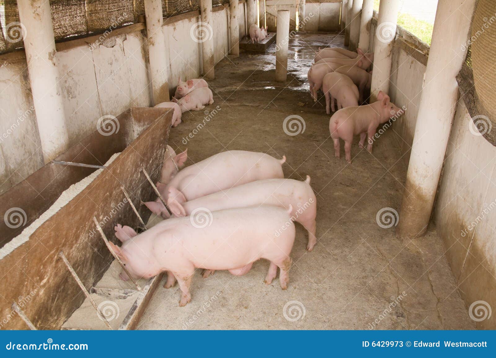 Pigs stock image. Image of farming, westmacott, edward - 6429973