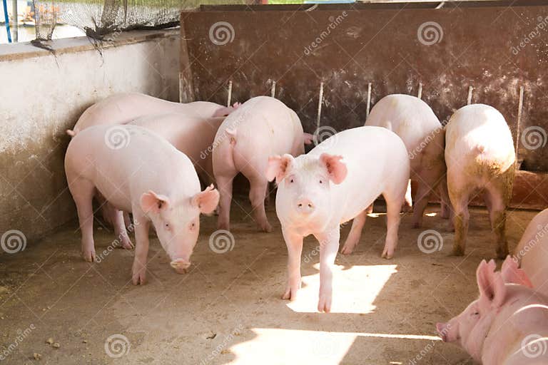 Pigs stock photo. Image of safari, trip, large, zambia - 6433262