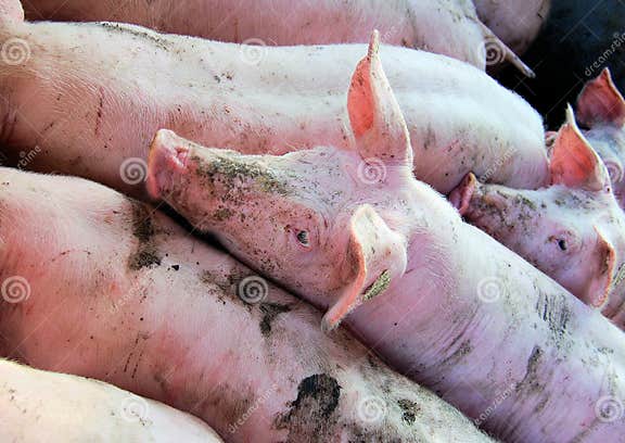 Pigs from above stock image. Image of domestic, farm - 12928187