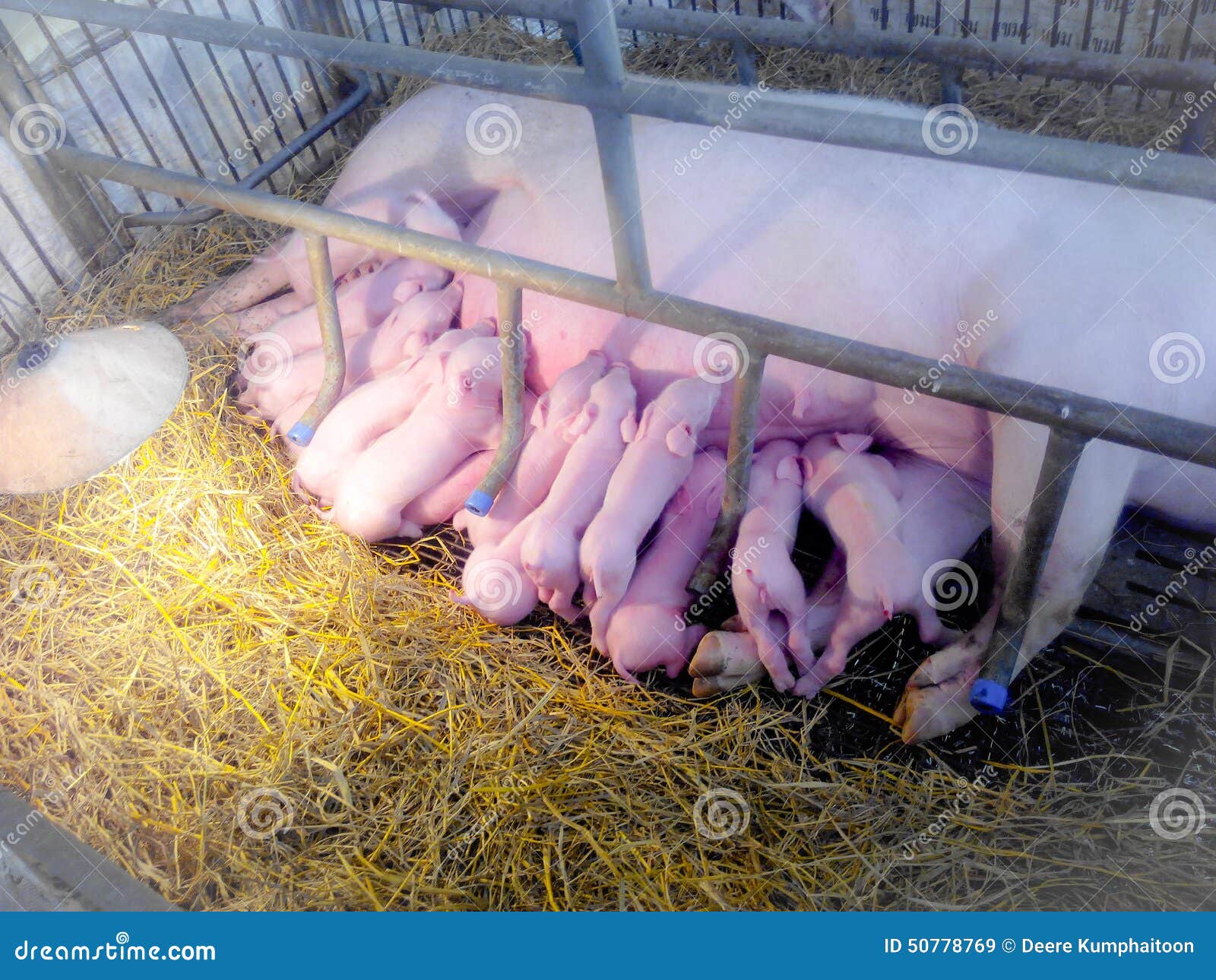 Pigs Baby Birth Day on Farm Stock Image - Image of group, animal: 50778769