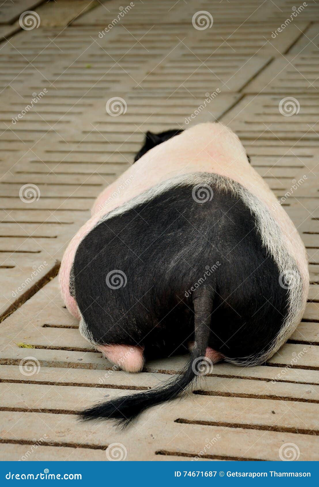 Pigs background stock image. Image of farming, background - 74671687