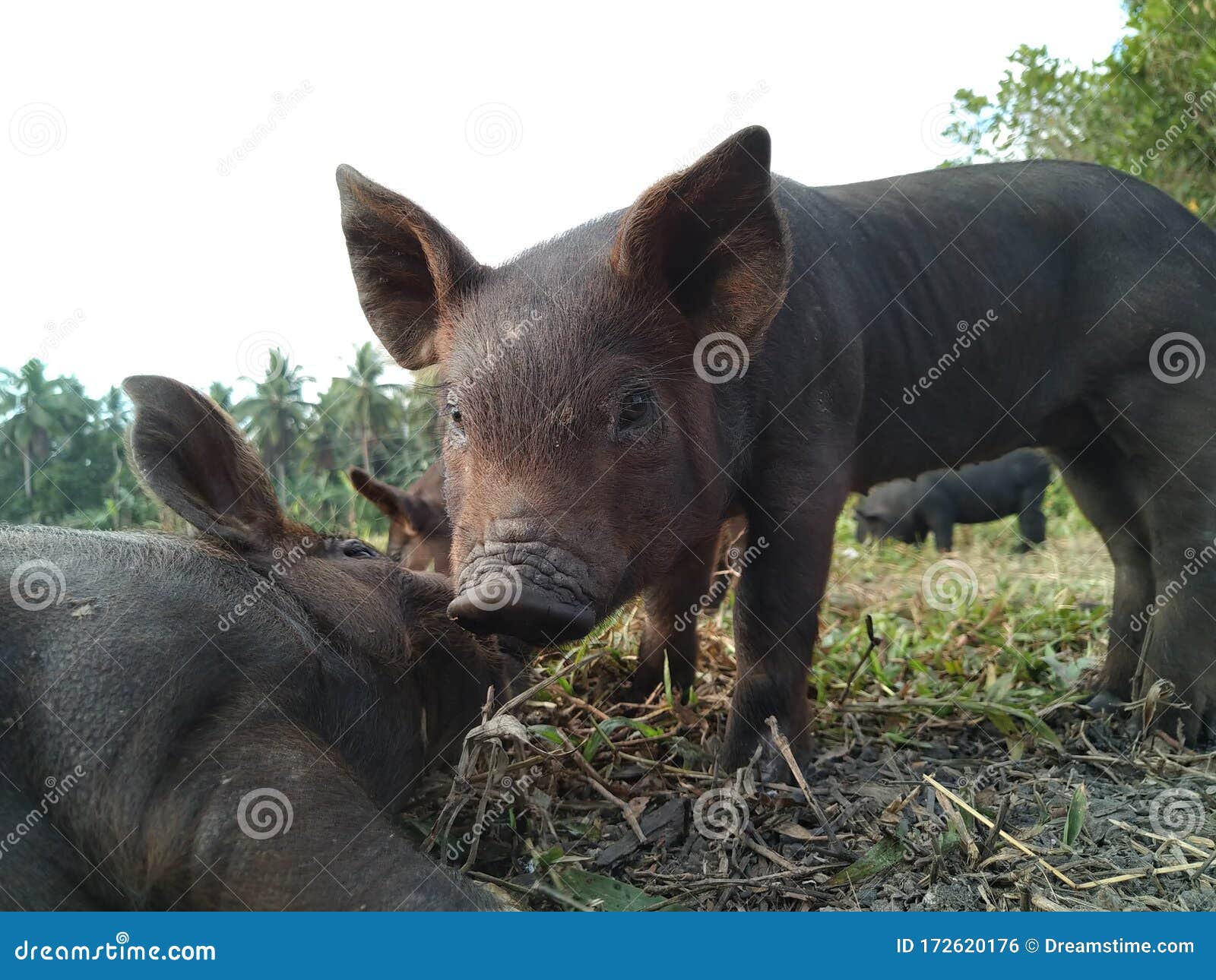 Pigs stock photo. Image of backyard, quezon, pigs, province - 172620176
