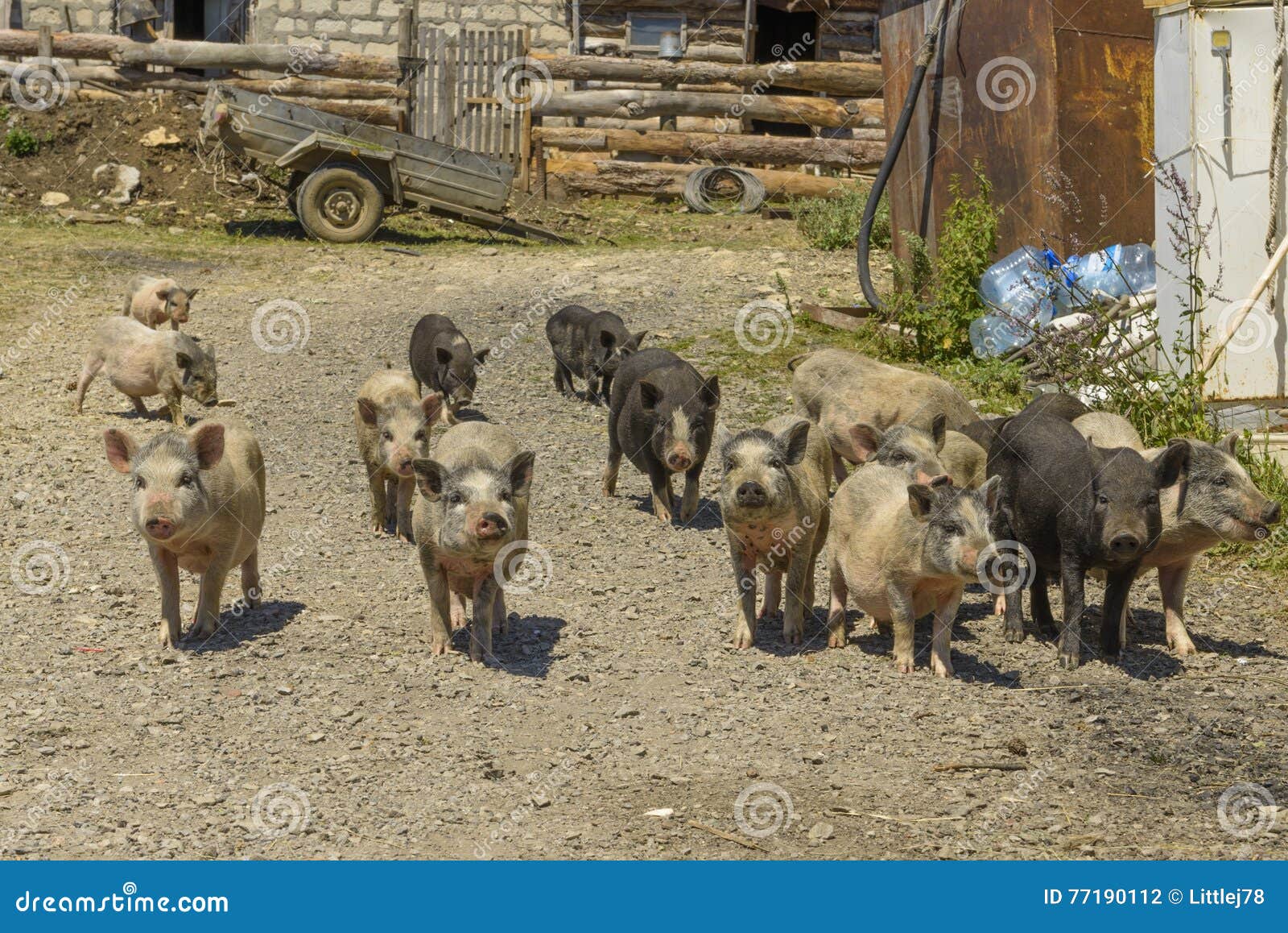 Pigs in a Barnyard in the Village Stock Photo - Image of piglet, nature ...