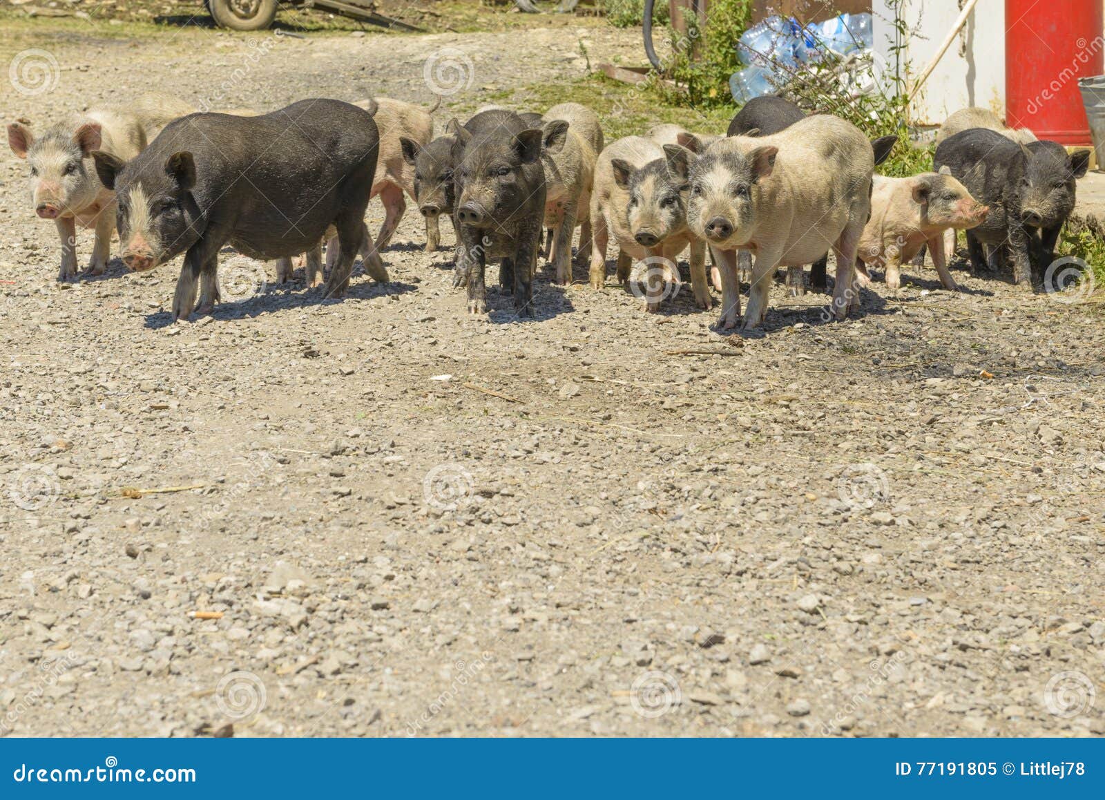 Pigs in a Barnyard in the Village Stock Image - Image of natural ...