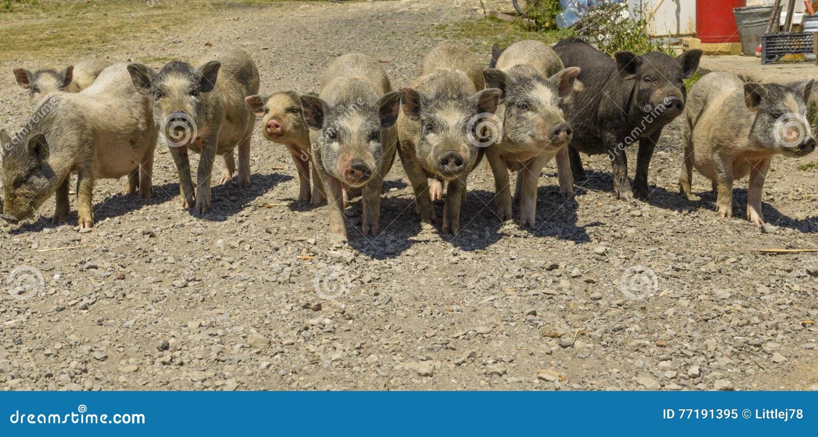 Pigs in a Barnyard in the Village, Farm Stock Image - Image of piglet ...
