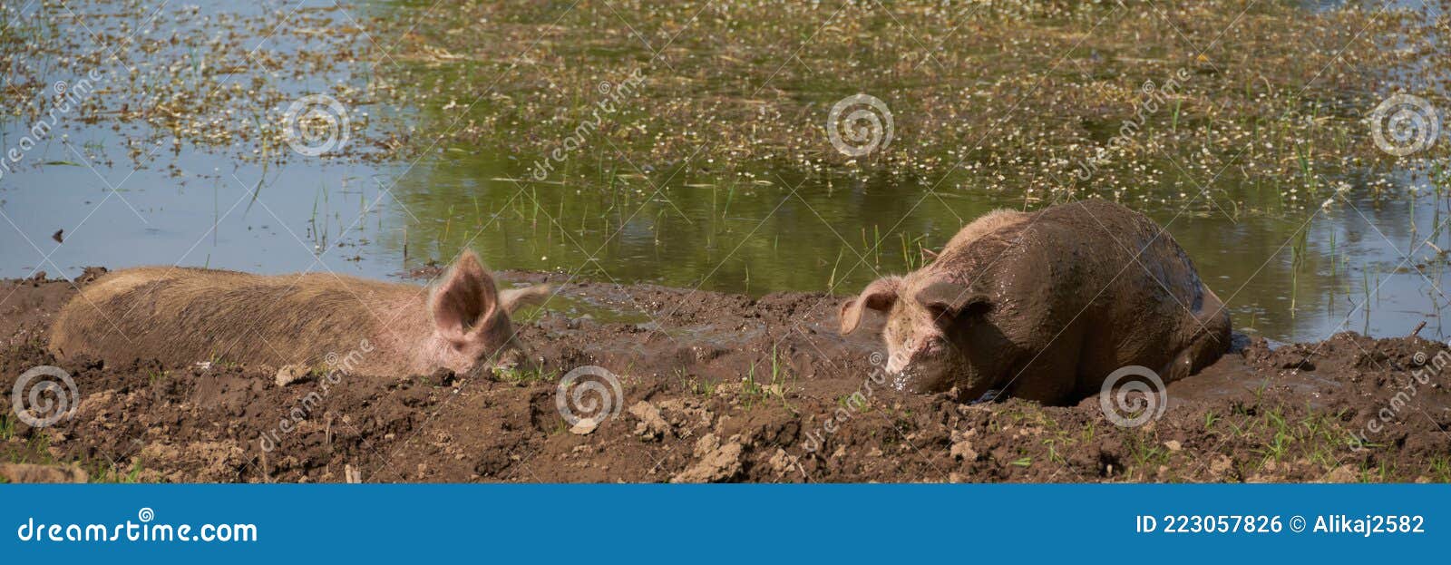 Pigs bathing in the mud stock photo. Image of bath, agriculture - 223057826