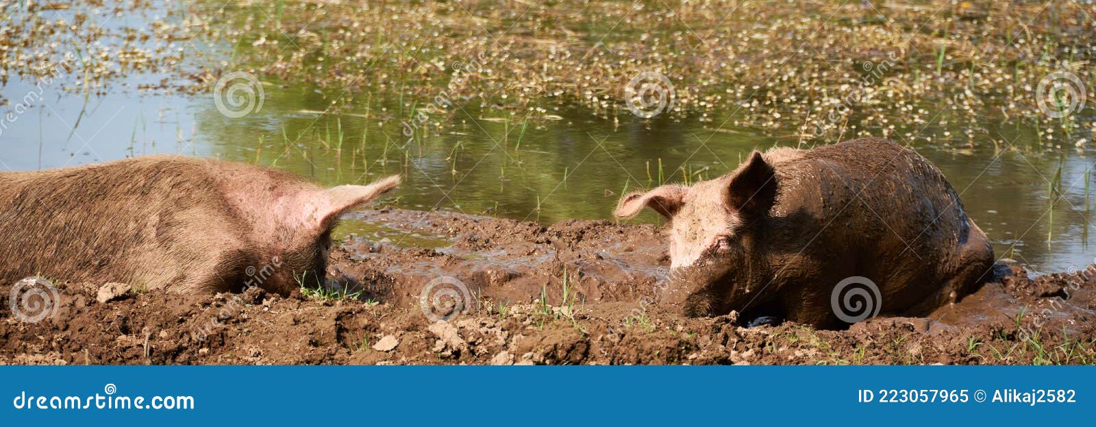 Pigs bathing in the mud stock image. Image of domestic - 223057965