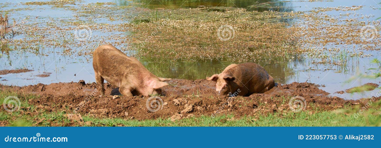 Pigs bathing in the mud stock image. Image of bath, mess - 223057753