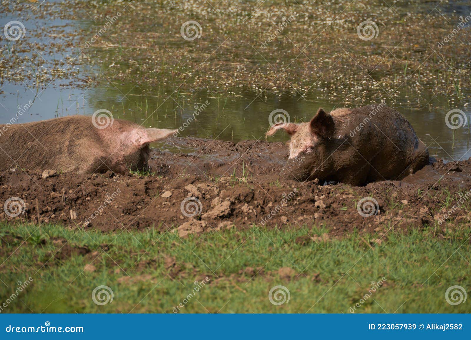 Pigs bathing in the mud stock image. Image of agriculture - 223057939