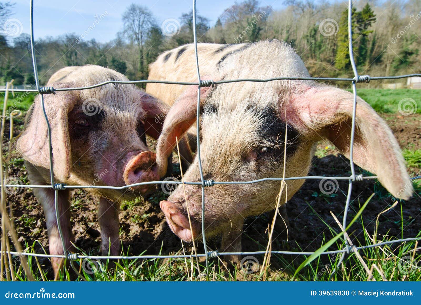 Pigs stock photo. Image of mammal, pigpen, pink, domestic - 39639830